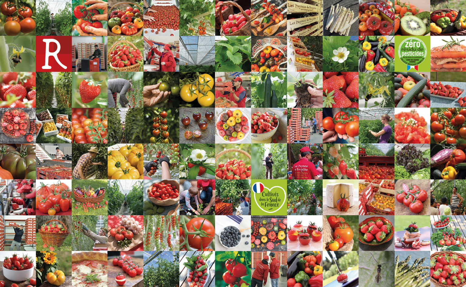 Les Paysans de Rougeline, les Paysans du Sud de la France